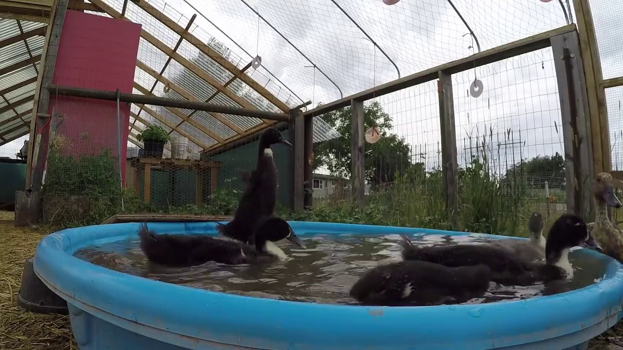 24 DAY OLD DUCKLINGS #1 - ASMR - YouTube