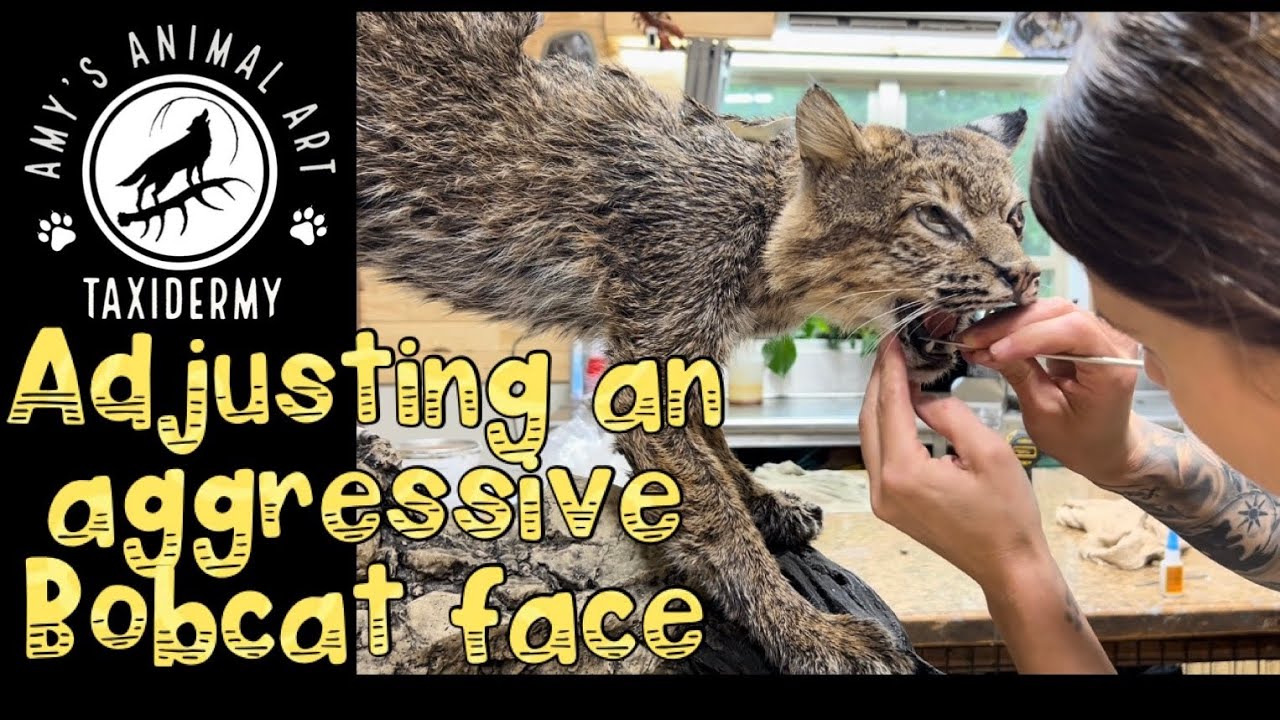 Tucking and grooming the face on an open mouth, aggressive bobcat mount ...