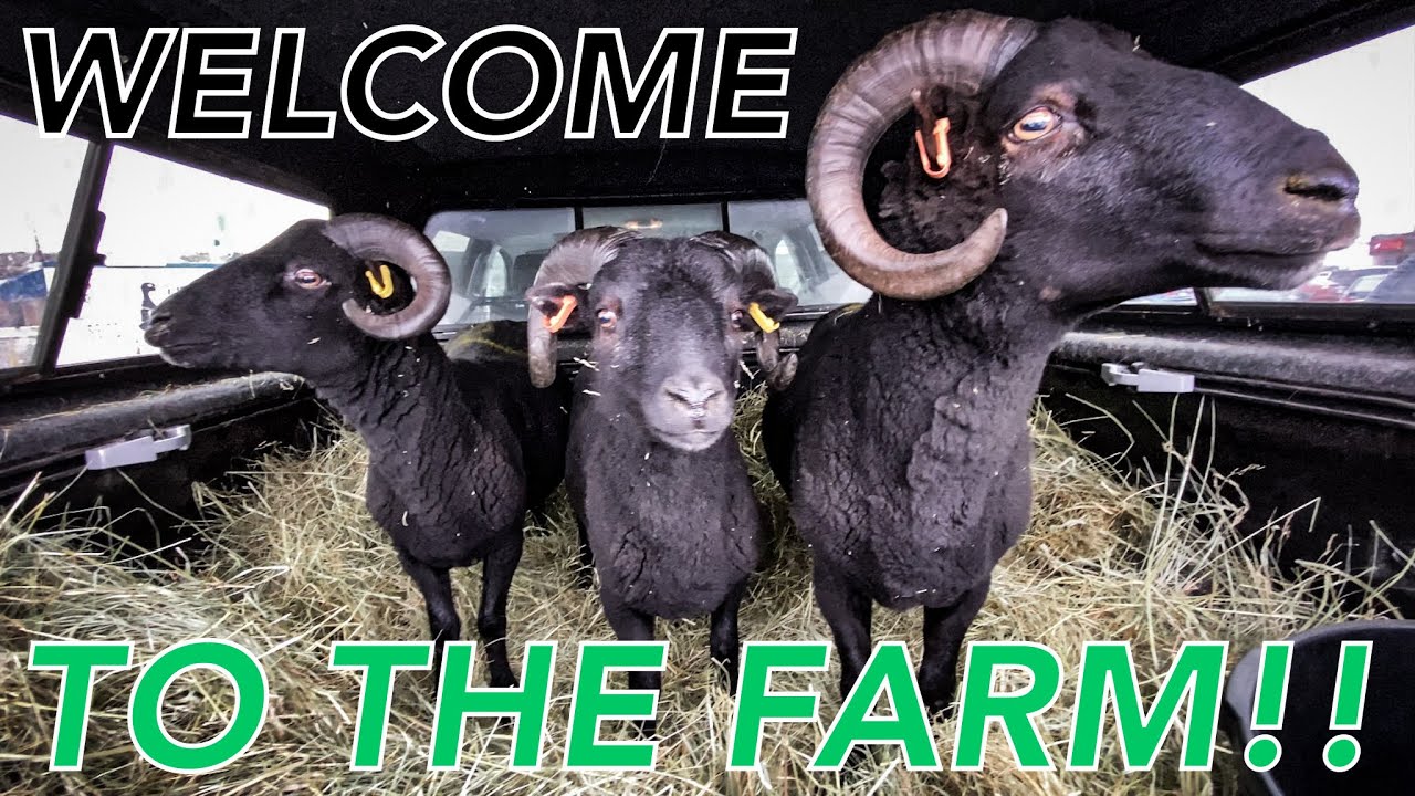 BLACK WELSH MOUNTAIN SHEEP | Picking Up Our Farm’s First Livestock! 🐑 ...