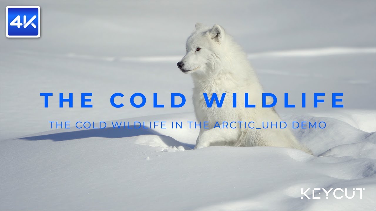 [4K VIDEO] The Cold Wildlife in the Arctic_UHD DEMO - YouTube