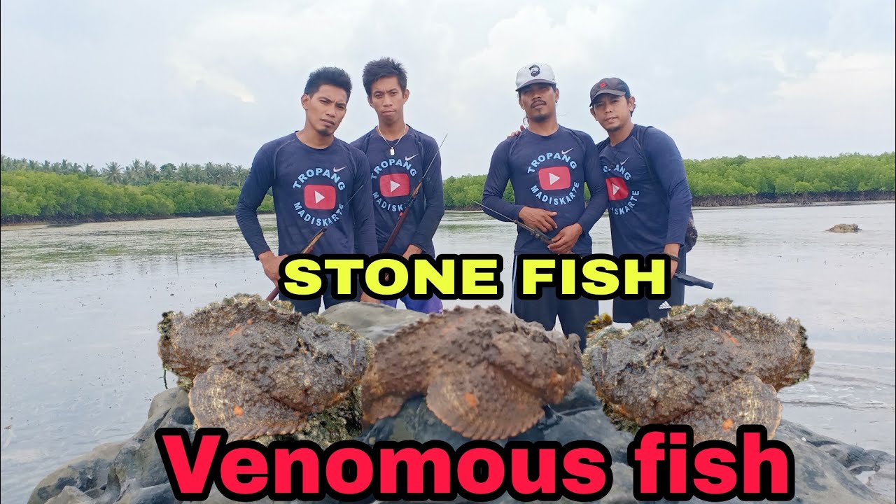 EPS 13:Catch & Cook,Stone fish/Venomous fish/Dognitan or Gatasan. # ...