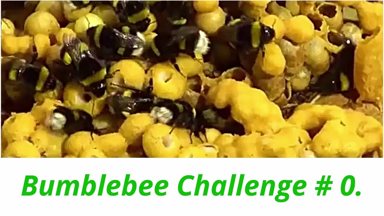 Bumblebee rearing - Bumblebee Challenge #0: Noob Level - Count the ...