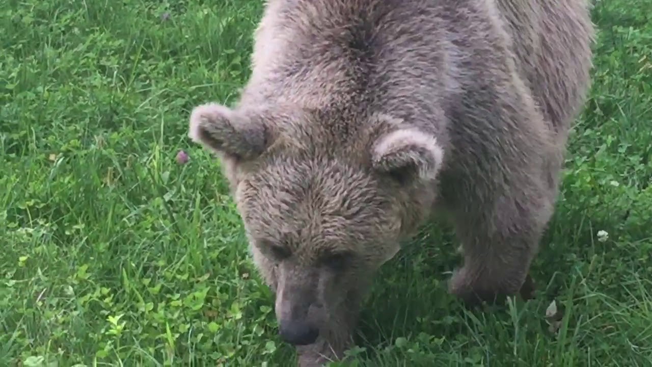 Just bears....wandering around....doing top secret bear things. - YouTube