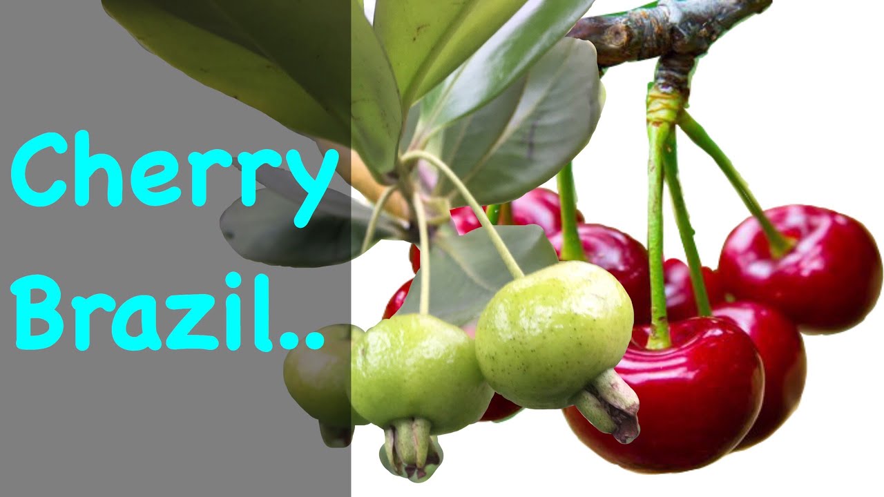 Trồng cây Cherry tại Việt Nam và đây là kết quả sau 2 năm. - YouTube