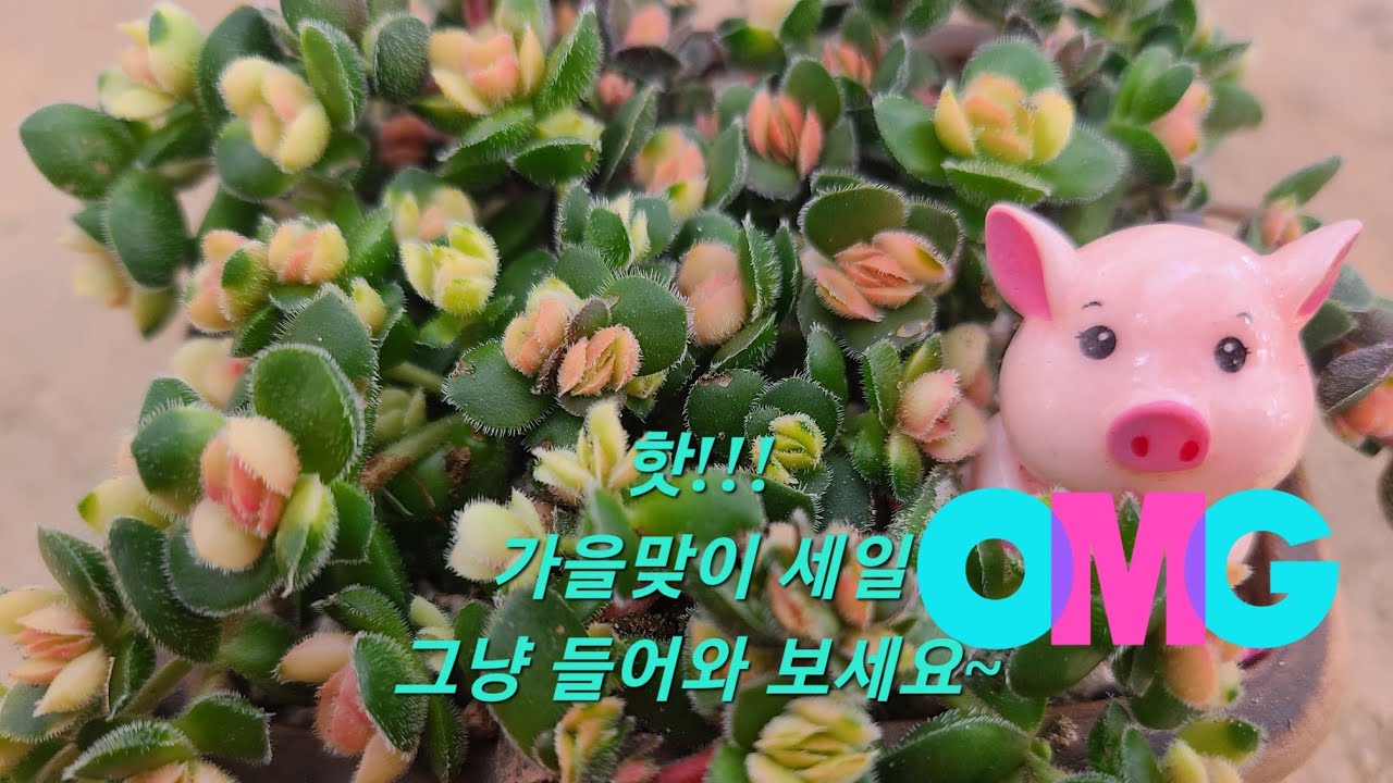 2022년 9월23일 선녀와나무꽃국민다육 방문구매4개5000원 신상안내화분다육화분신상안내다육금화분택배다육택배