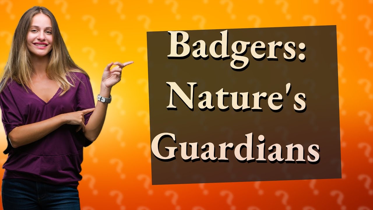 What is so special about badgers? - YouTube
