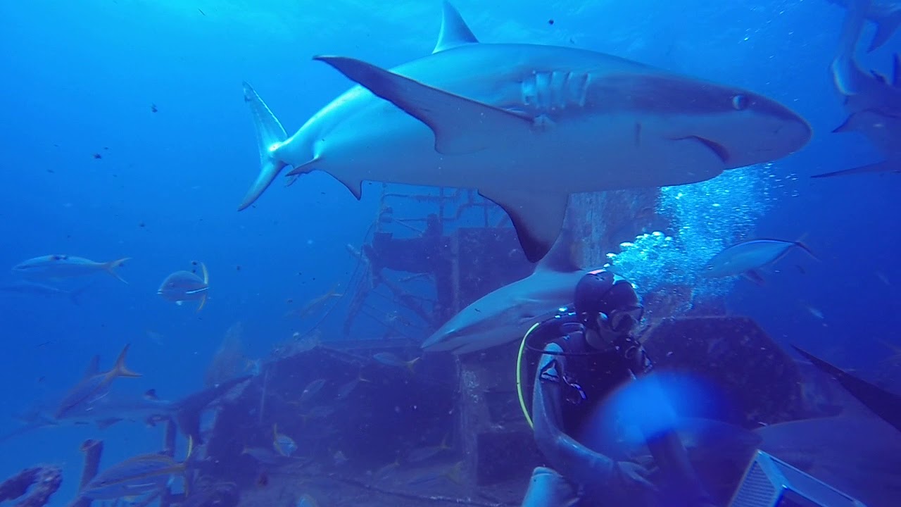 What is it like to be surrounded by sharks while scuba diving? - YouTube