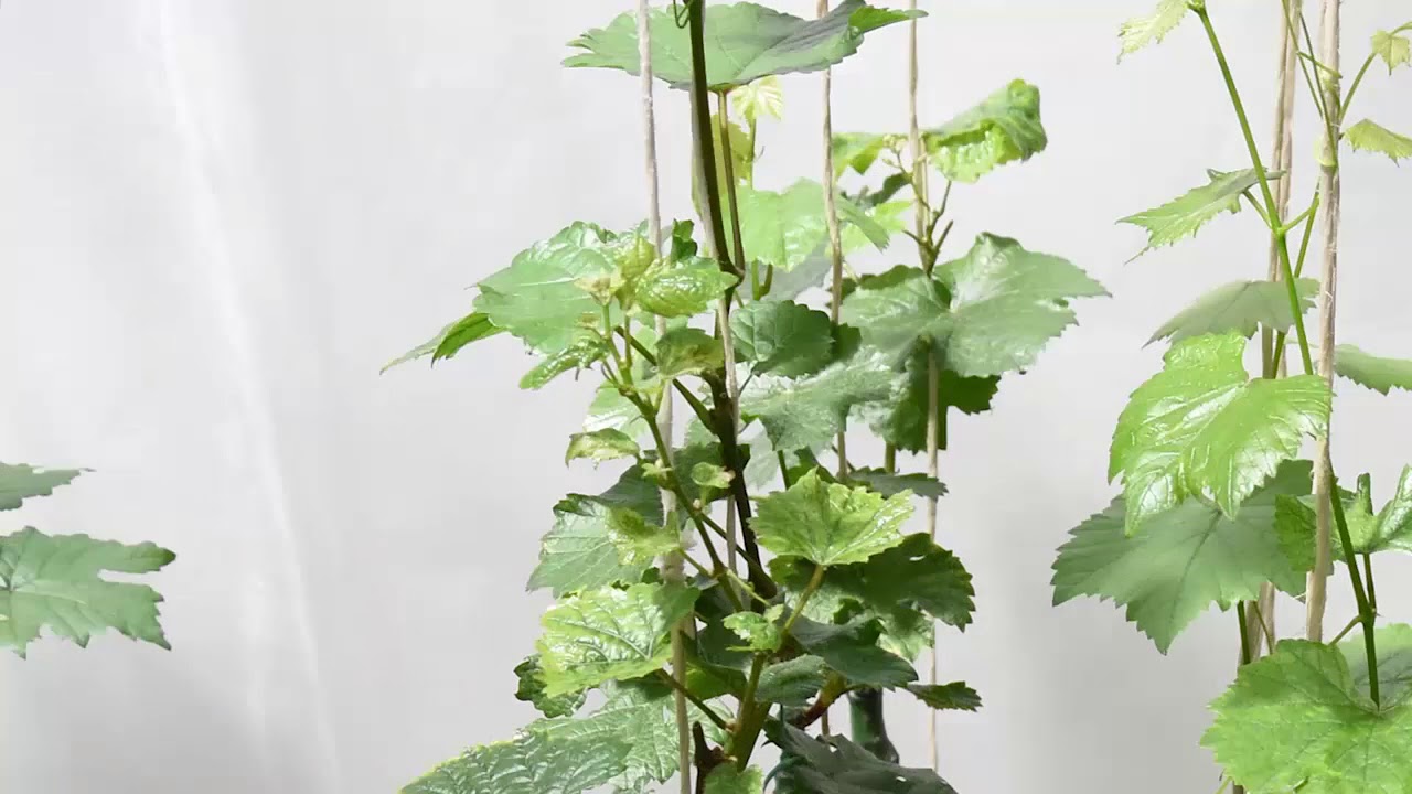 Symptoms of boron deficiency on grapevine cv. Pinot Gris (pt. 1) - YouTube
