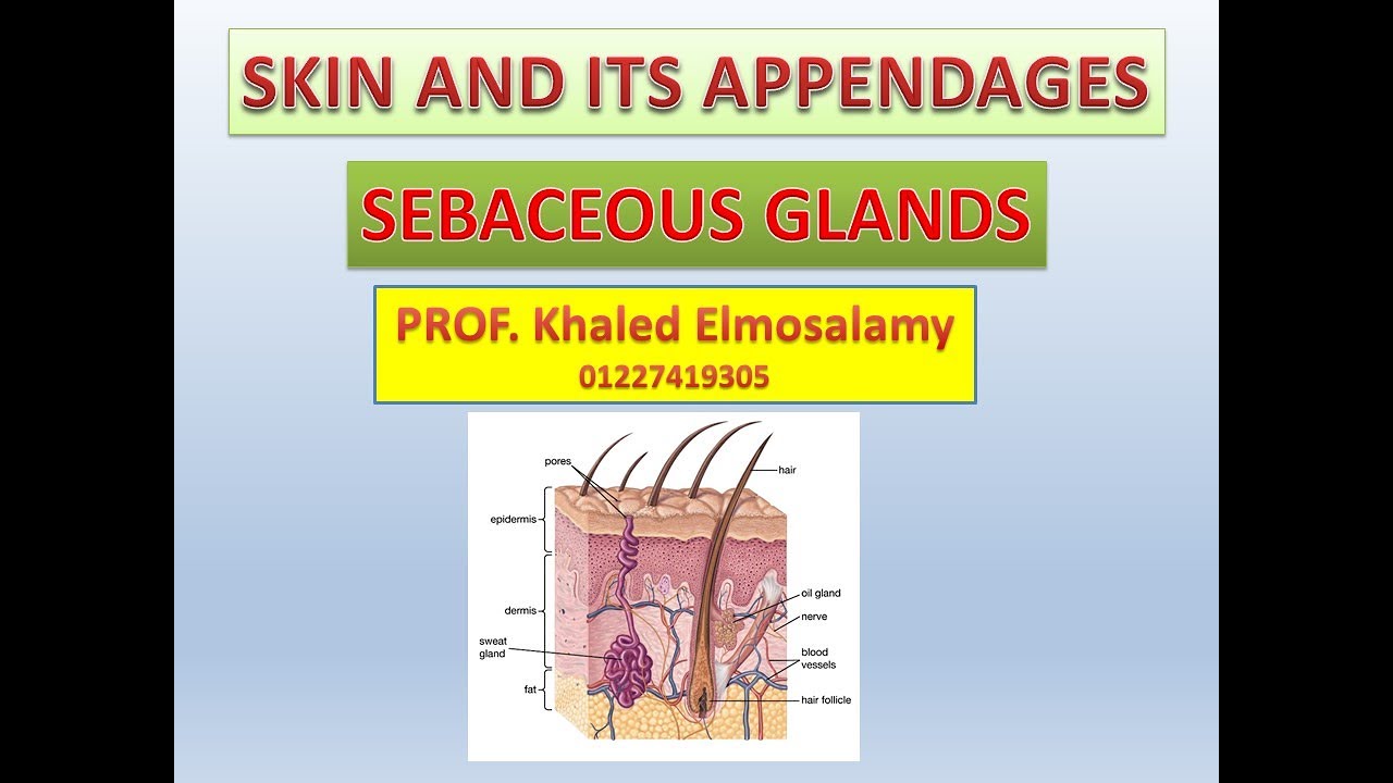 Skin Sebaceous gland - YouTube