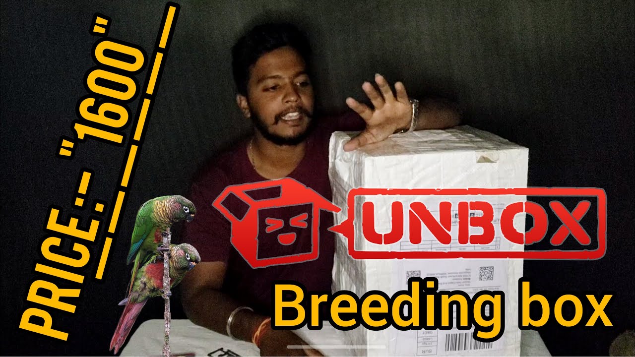 Breeding box for conure Birds | breeding box setup for conure Birds ...