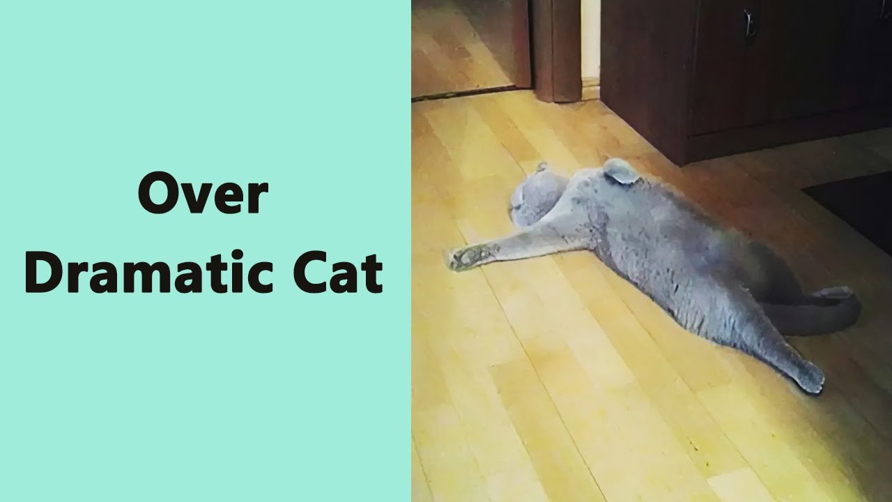50 Dramatic Cats Who Deserve an Oscar for Their Performances - YouTube