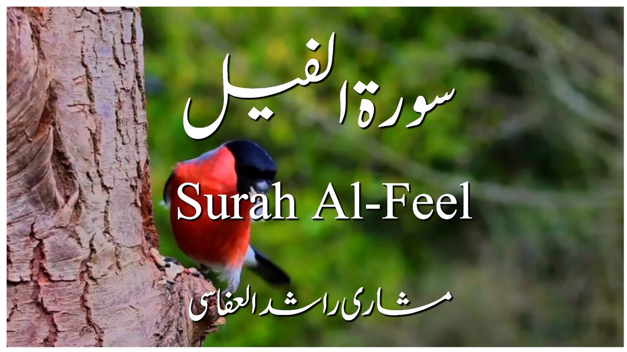 Surah Al-Feel | Beautiful Quran Recitation By Mishary Rashid Alafasy ...