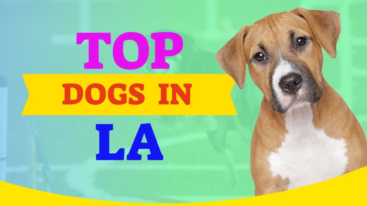 Top Dogs in Los Angeles for the family, first time owners, apartments ...