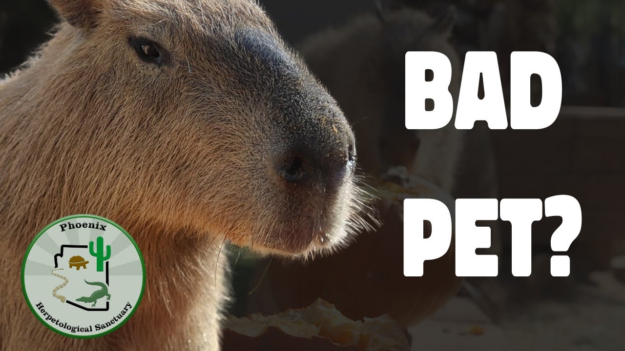 So, you want a pet capybara? - YouTube