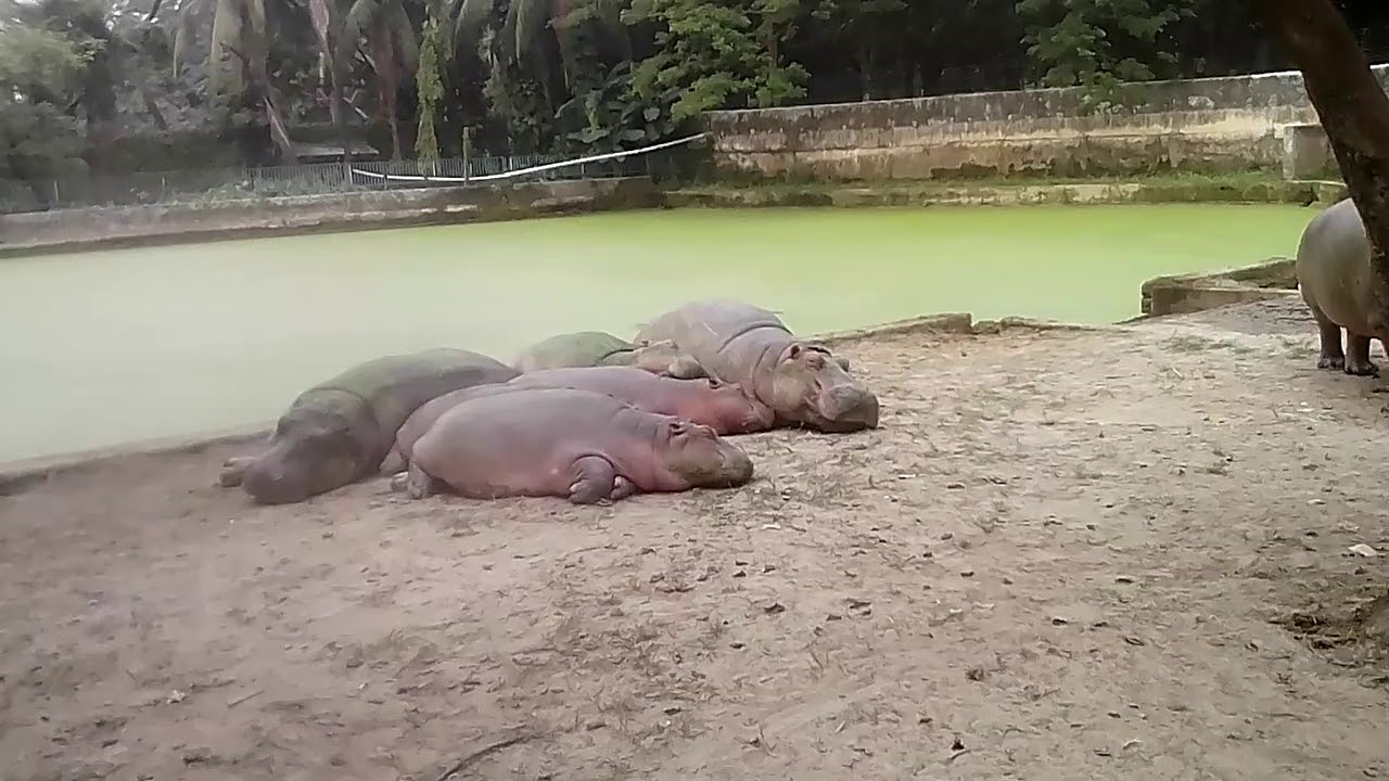 jolohosti... - YouTube