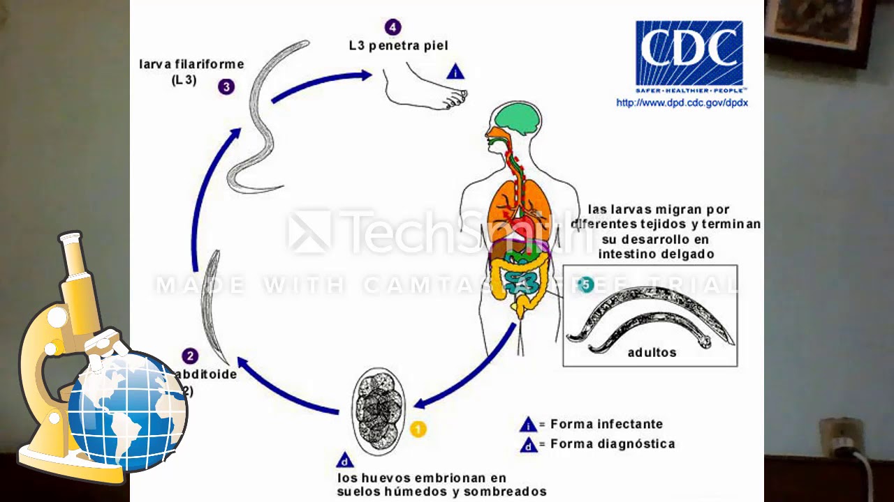 Necator Americanus Labeled