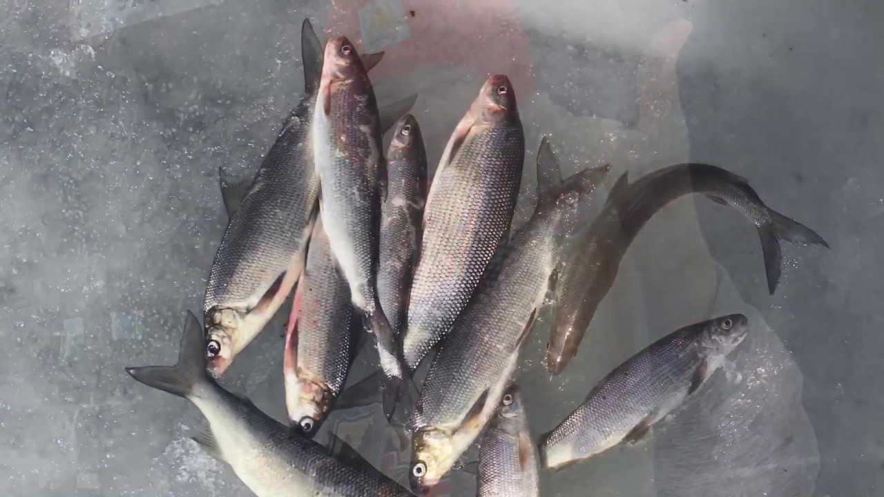 Late Ice Green Bay Whitefish | Ice fishing Green Bay | - YouTube