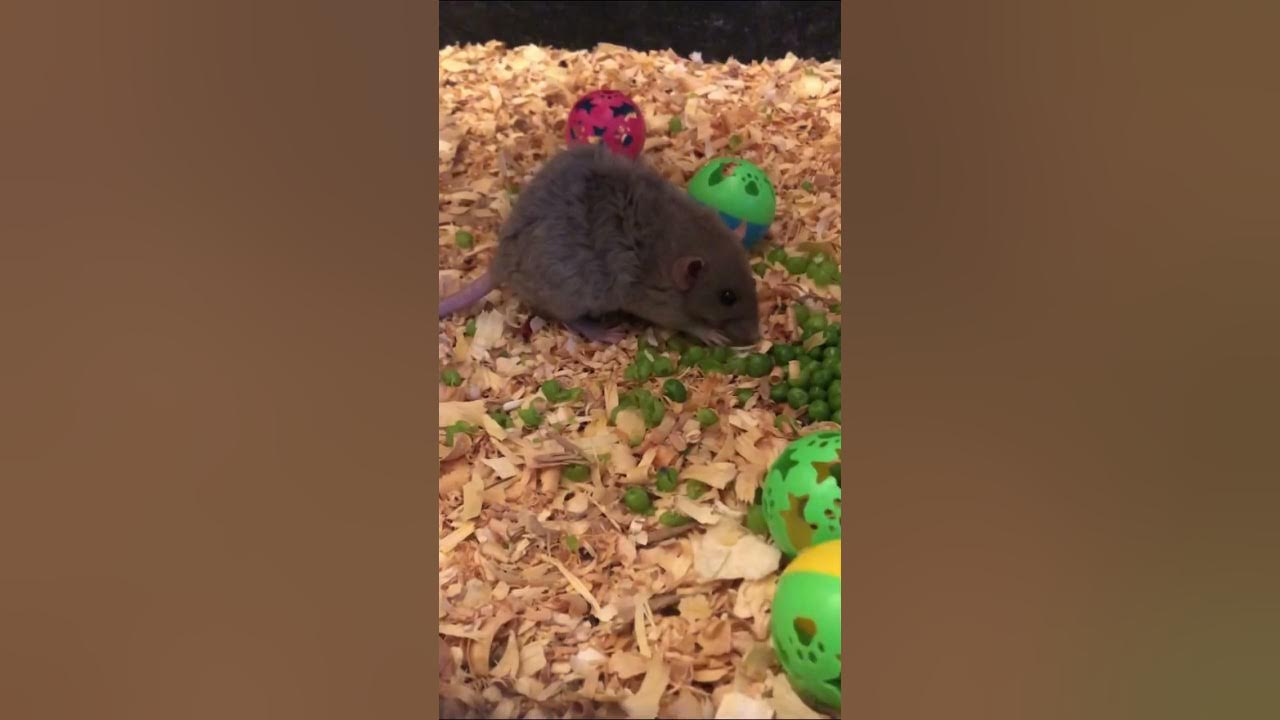 Sister jealousy-dwarf rats - YouTube