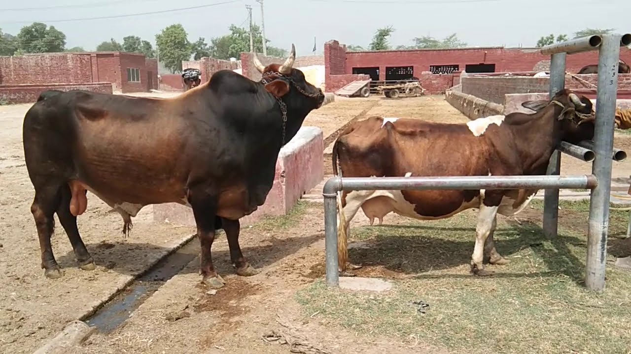 Bull and Cow #Animals #trending #Breedingfarm|Bull first time with cow ...