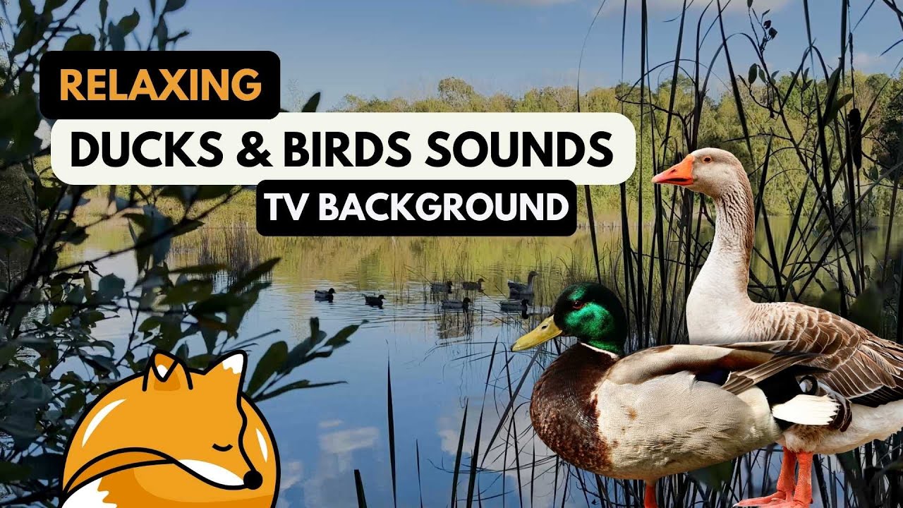 BIRDS & DUCKS SOUNDS 🦆 Natural TV BACKGROUND 🍃 Relaxing atmosphere 😴 ...