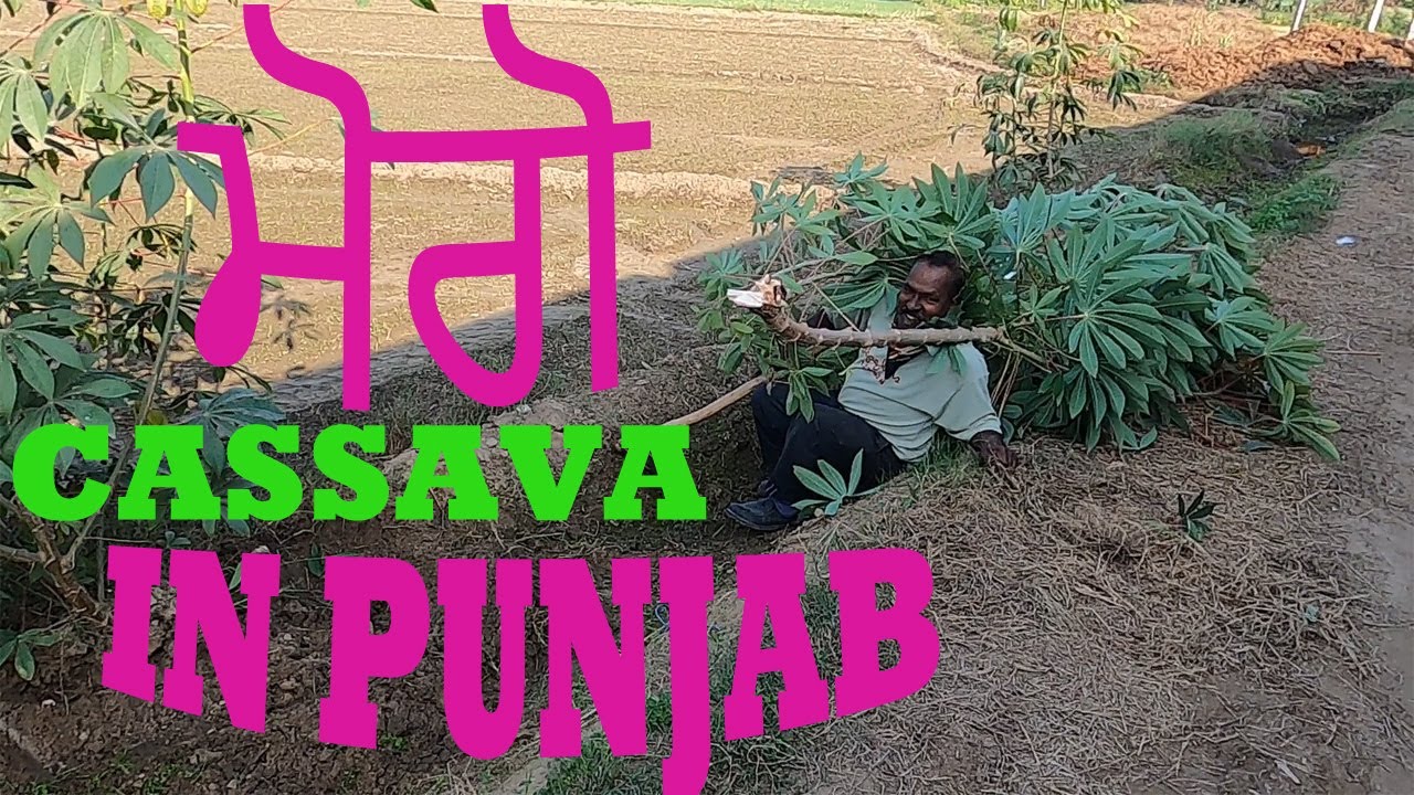 How To Harvest Mogo , Cassava , Yuca Roots || Mogo harvesting in india ...