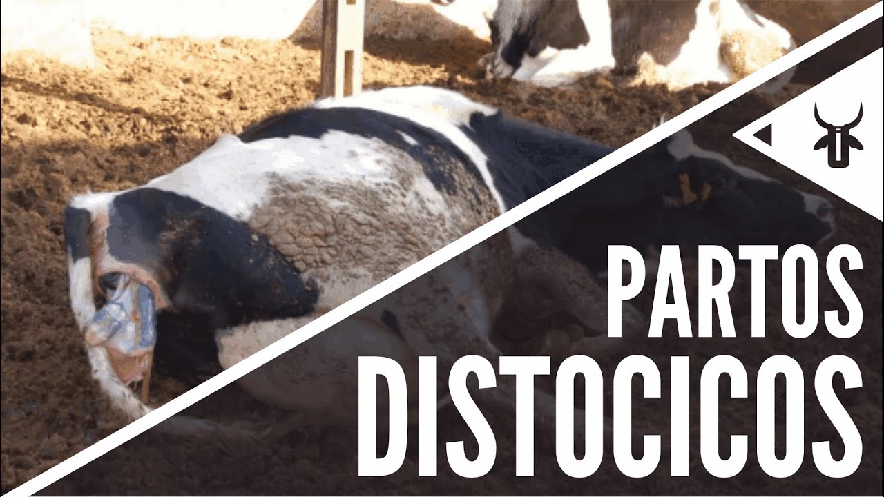 Parto Distócico Em Vacas - BRAINCP