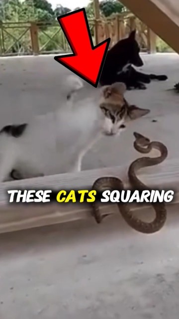 These cats are tuff and cute 💪🥰 - YouTube