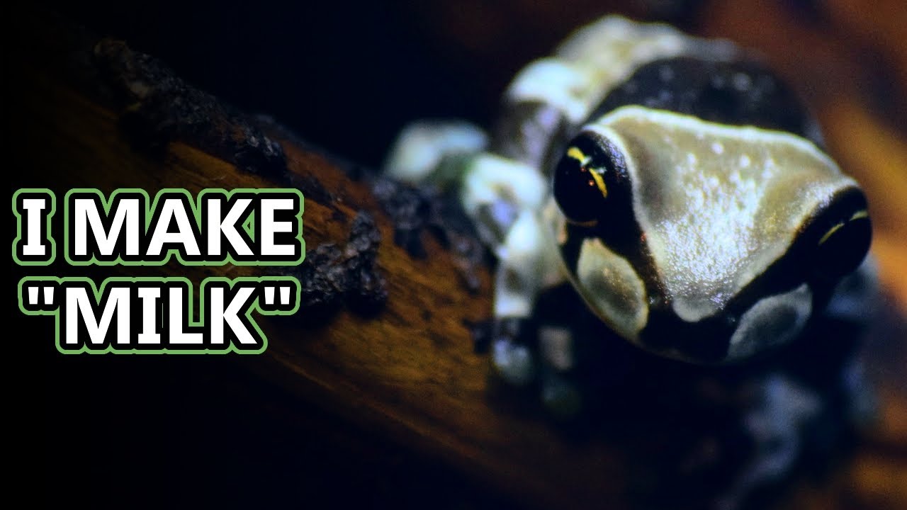 Milk Frog facts: aka the blue milk frog | Animal Fact Files - YouTube