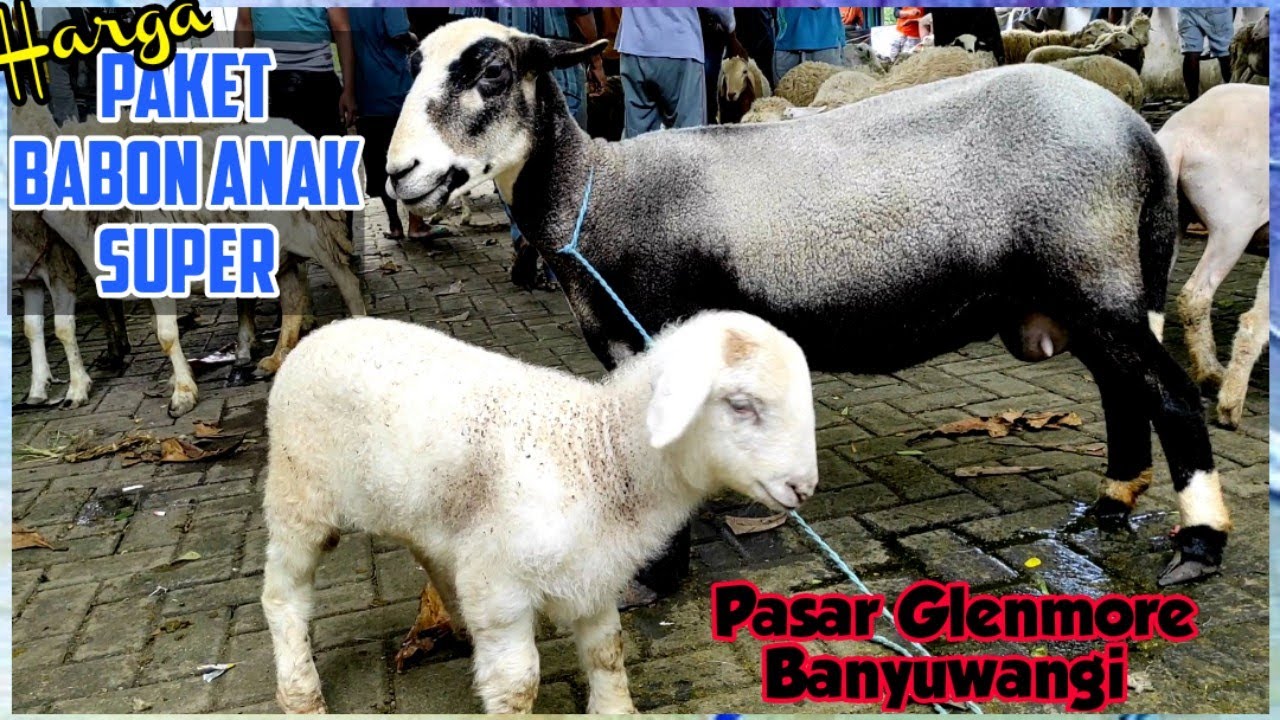 Harga Domba Paket Babon Anak Super, Berbagai Macam Jenis. Pasar ...