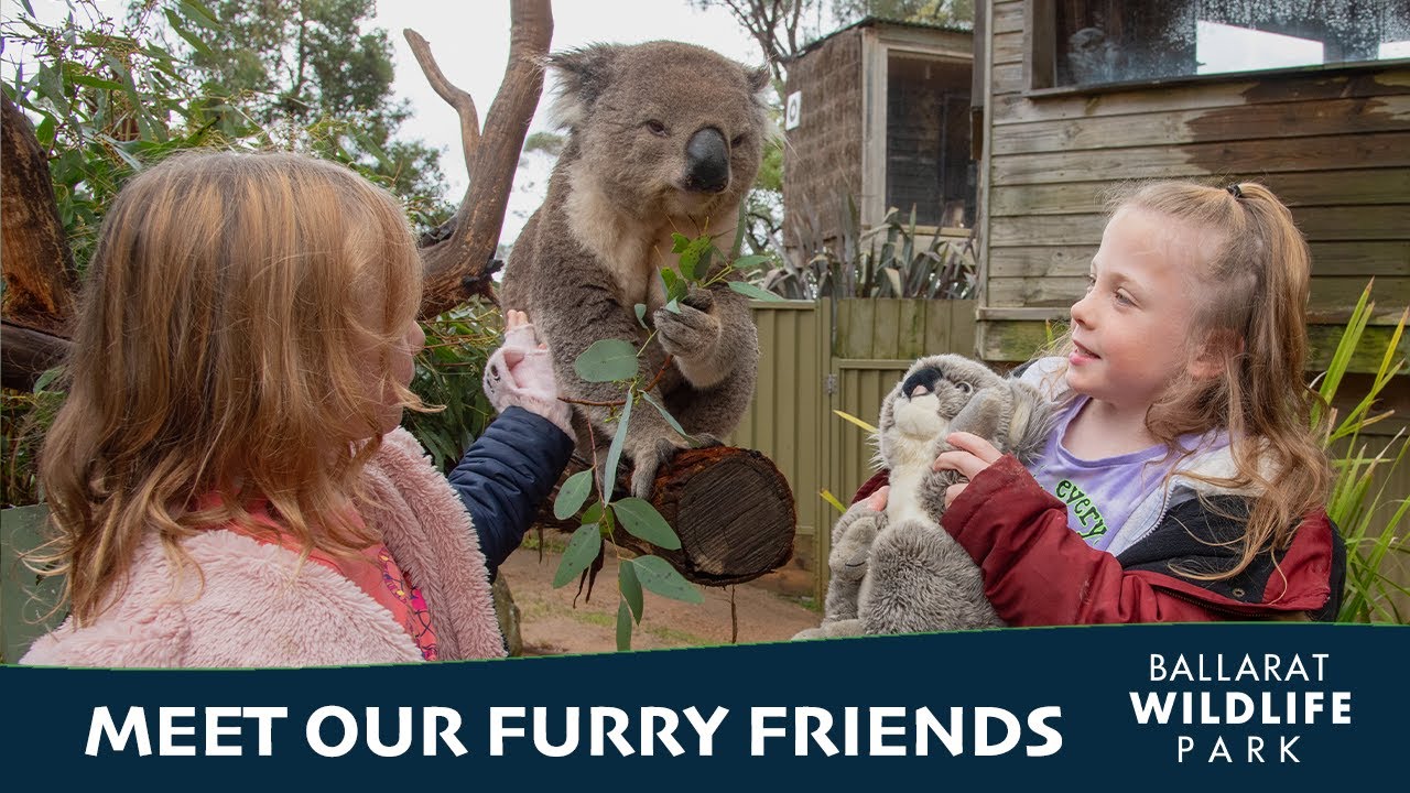 Ballarat Wildlife Park Animal Encounters - YouTube