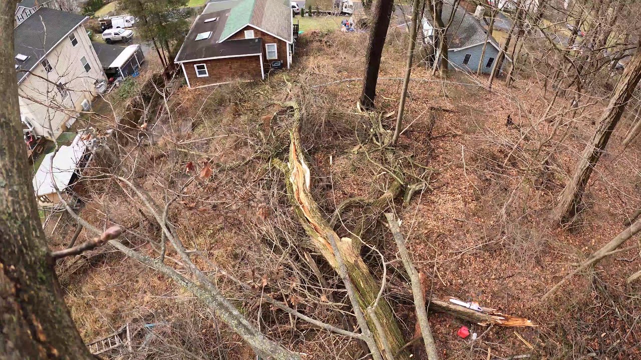 Storm Damaged Locust Tree Time Lapse - YouTube