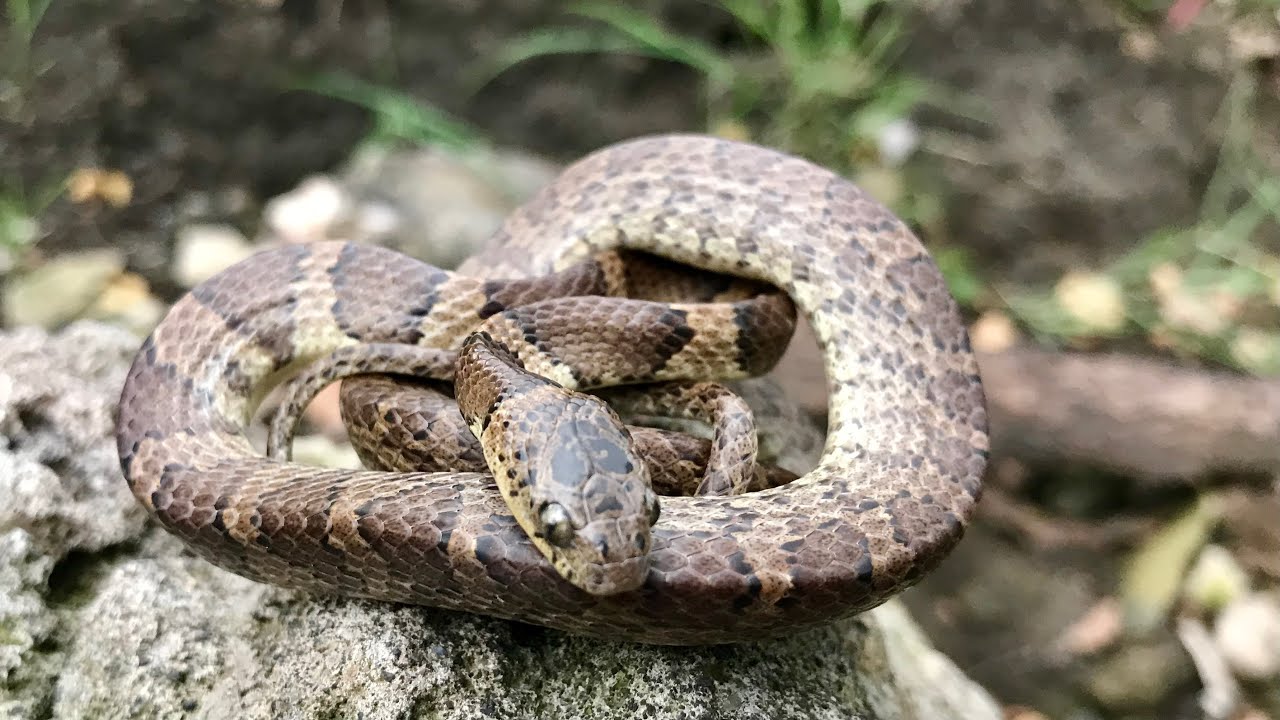 Esta serpiente ENDEMICA solo come CARACOLES! (Dipsas georgejetti) - YouTube