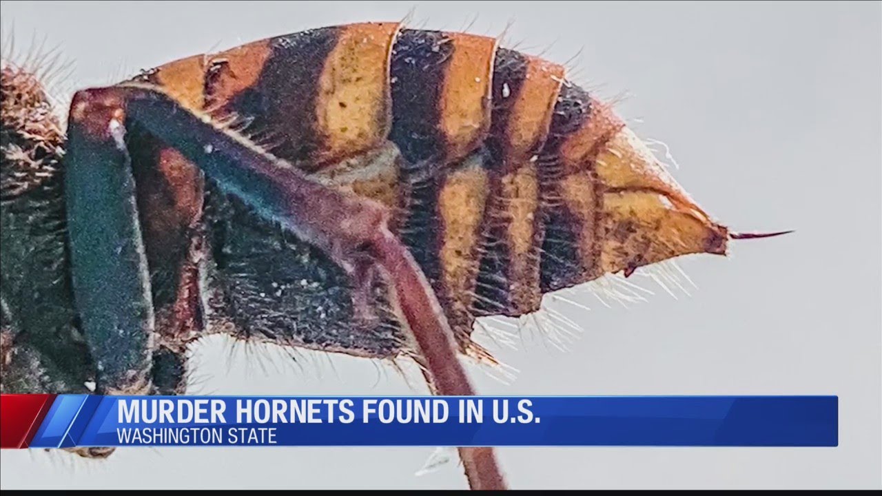 Invasive ‘murder hornet’ in the U.S. for the first time - YouTube