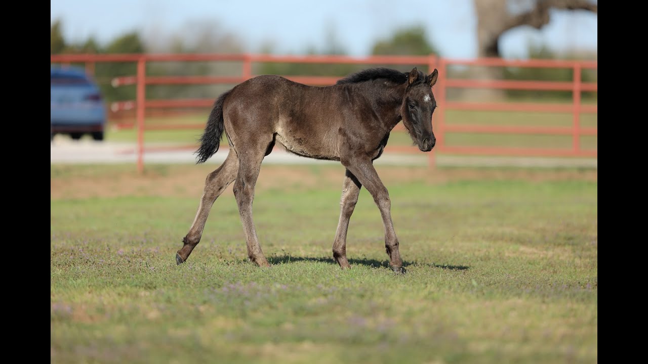 '23 Ruby Buckle Sale - blue roan filly - Metallic Malice x Sign of ...