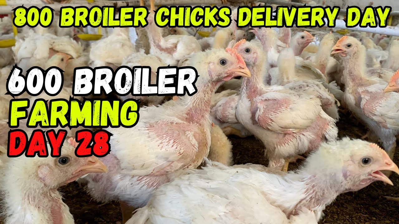 800 Broiler chicks delivery day 🐣 ️ | 600 broiler farming at home | day ...