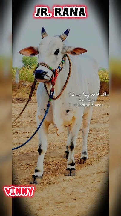 🦁 JR. RANA 🦁 - YouTube