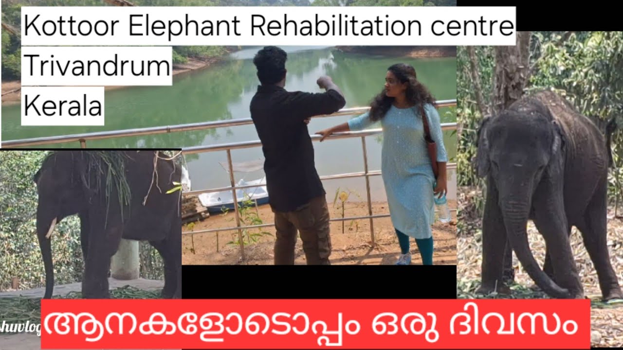 kottoor elephant rehabilitation cetre #kottoor #vaishuvlogs #elephant # ...