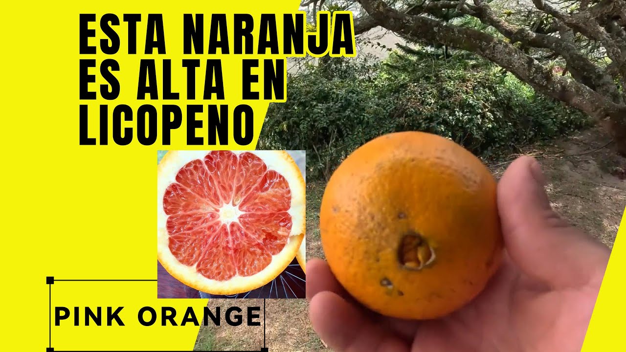NARANJA NAVEL WASHINGTON (Roja) De sabor y aroma único - YouTube