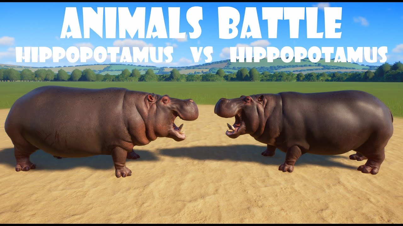 Hippopotamus Battle in Planet Zoo - YouTube