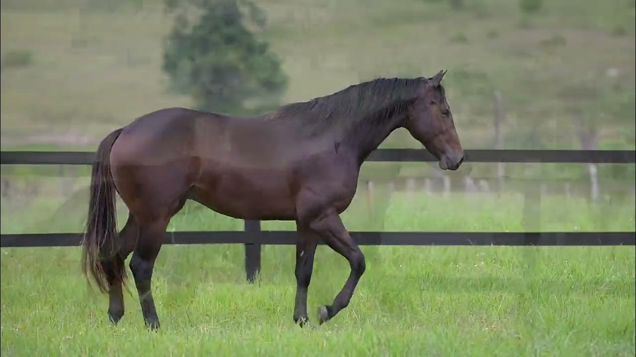 LOTE 008 - COLT DON STEEL GPC - LEILÃO GPC FUTUROS CAMPEÕES DE ...