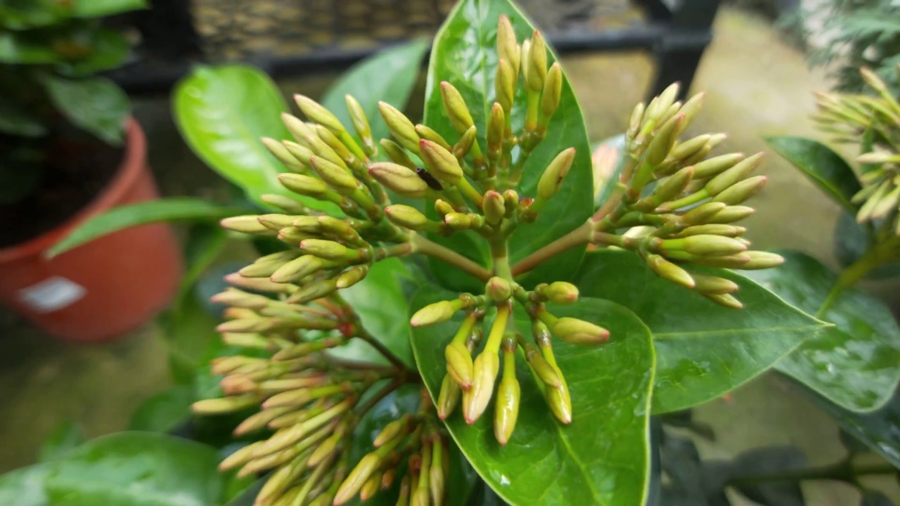 Ixora coccinea 'Nora Grant' 洋紅仙丹花序 - YouTube