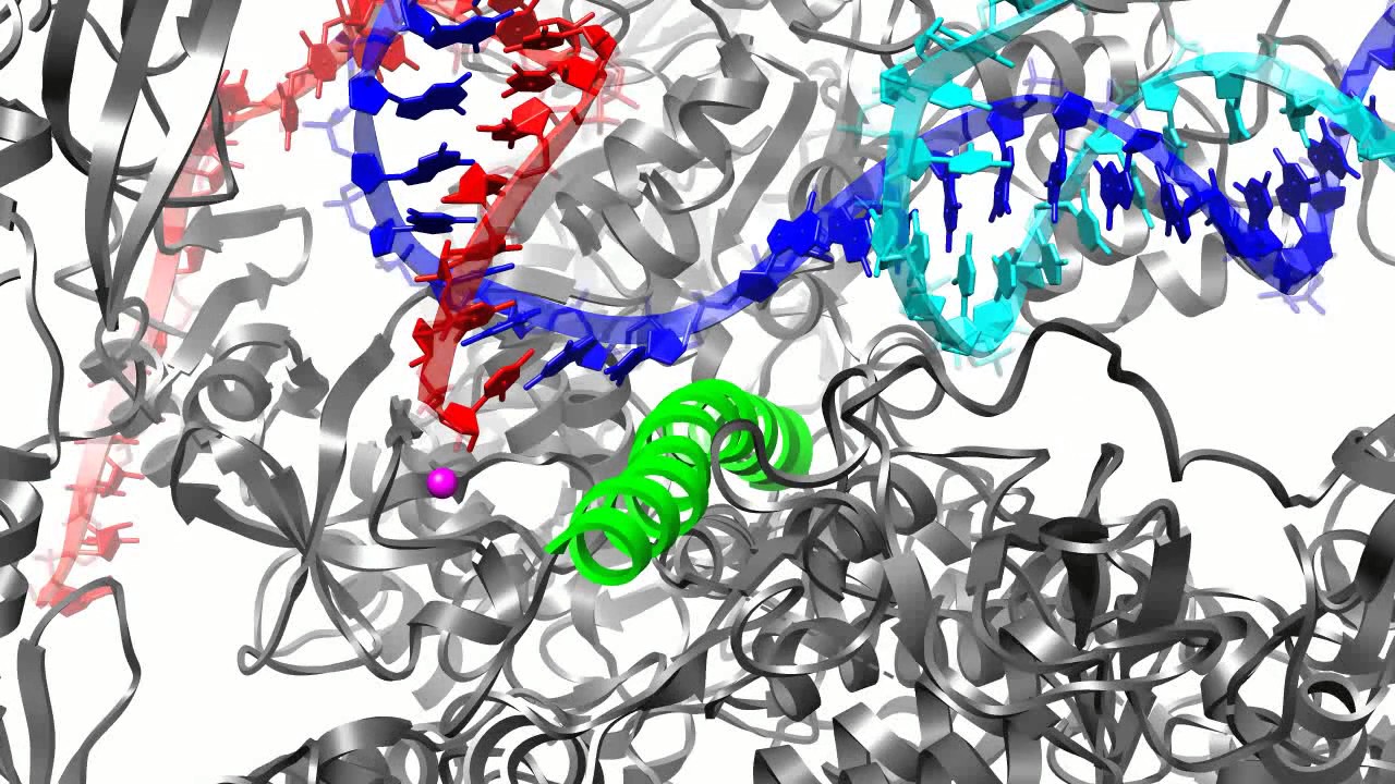 A movie of RNA Polymerase II transcription - YouTube
