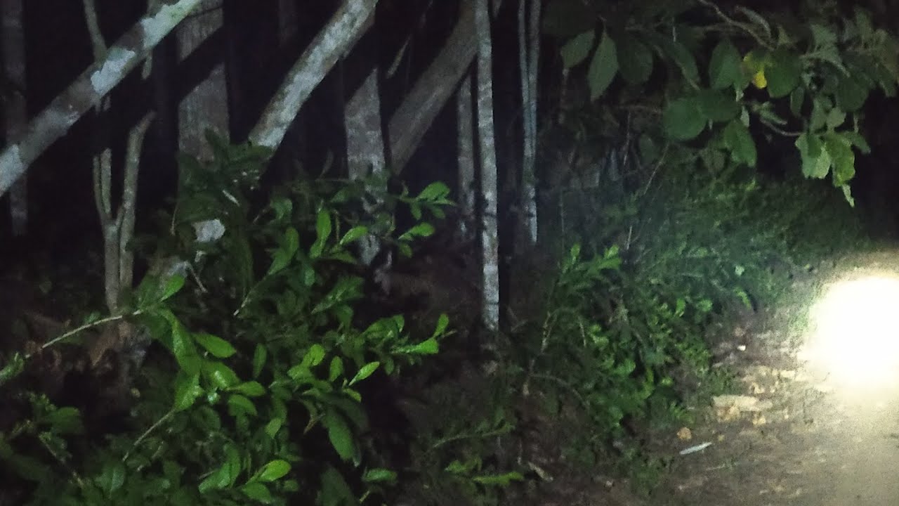 |LIVE MISTERI MALAM INI| PENCARIAN MUSTIKA BRENUK YG HIALANG - YouTube