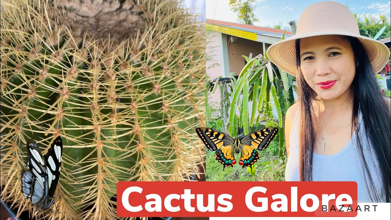Cactus Galore | Gelyn Lakwatsera - YouTube