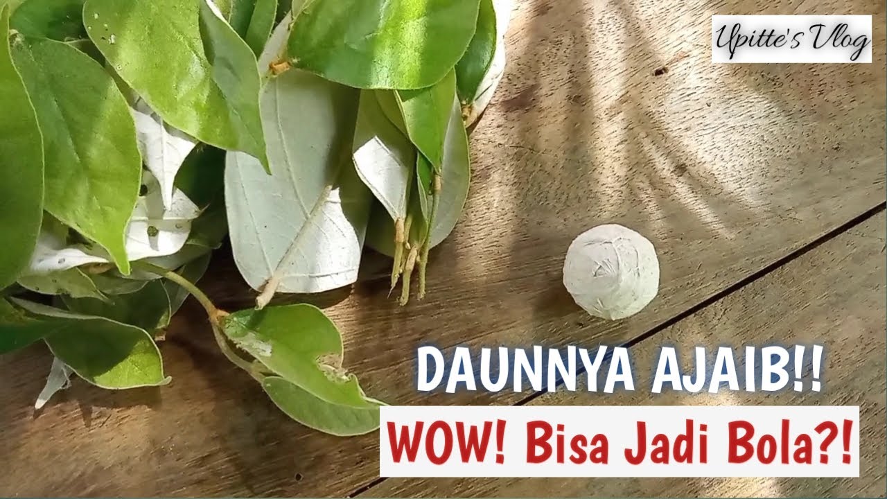 Nostalgia Mainan Zaman Dulu || Membuat Bola Dari Daun || Upitte's Vlog ...