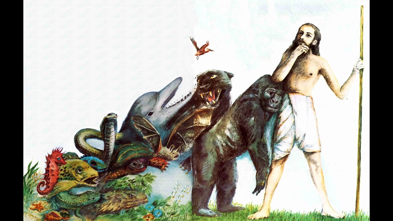 Class 12 Bio Theories of Evolution - YouTube