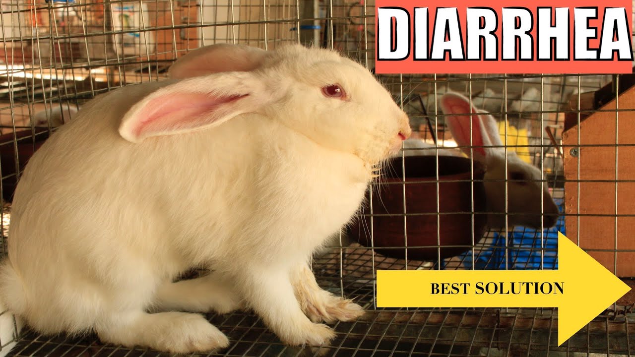 How to Treat and Prevent Rabbit Diarrhea - YouTube