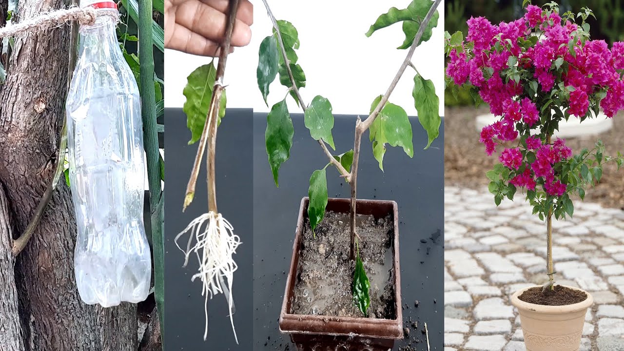 How to Propagate Bougainvillea from Cuttings||Bougainvillea grow from ...