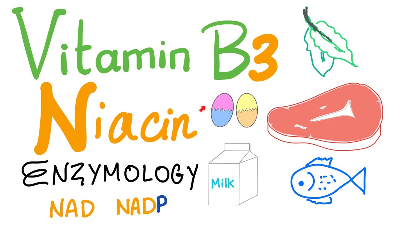 Vitamin B3 (Niacin) Enzymology [NAD and NADP] - YouTube