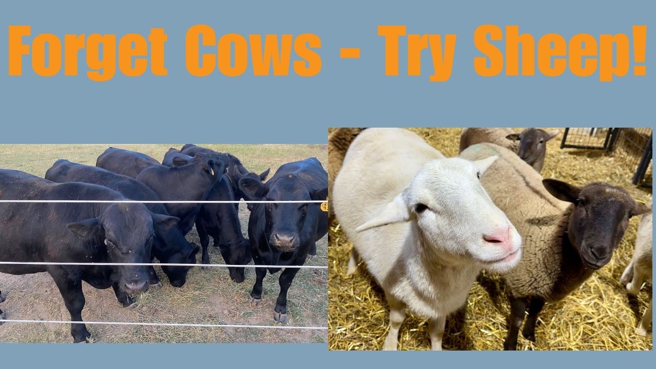 Sheep vs. Cattle vs. Goats: Why Katahdins Win - YouTube